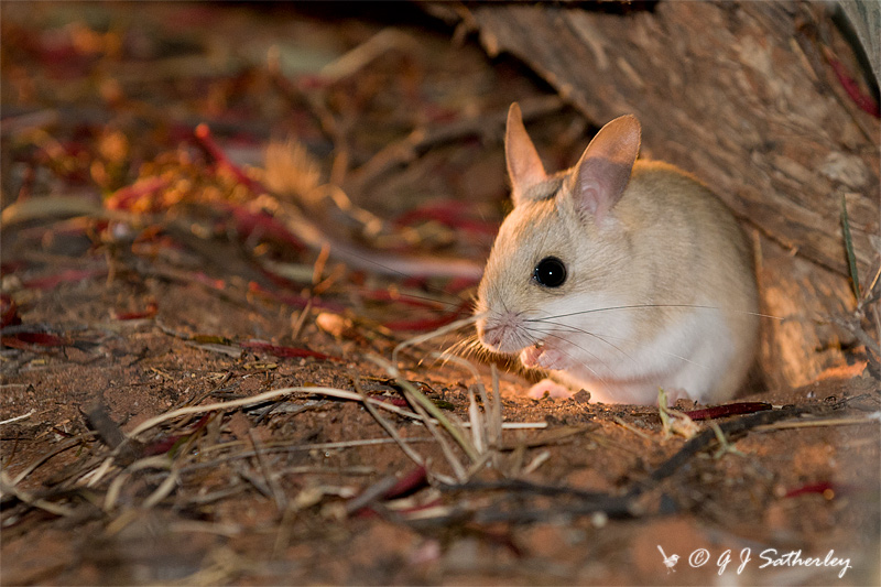 aus bird photography: Sturt National Park