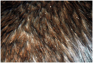 12 PENYAKIT KULIT PADA KUCING PERSIA YANG PENTING UNTUK DIKETAHUI