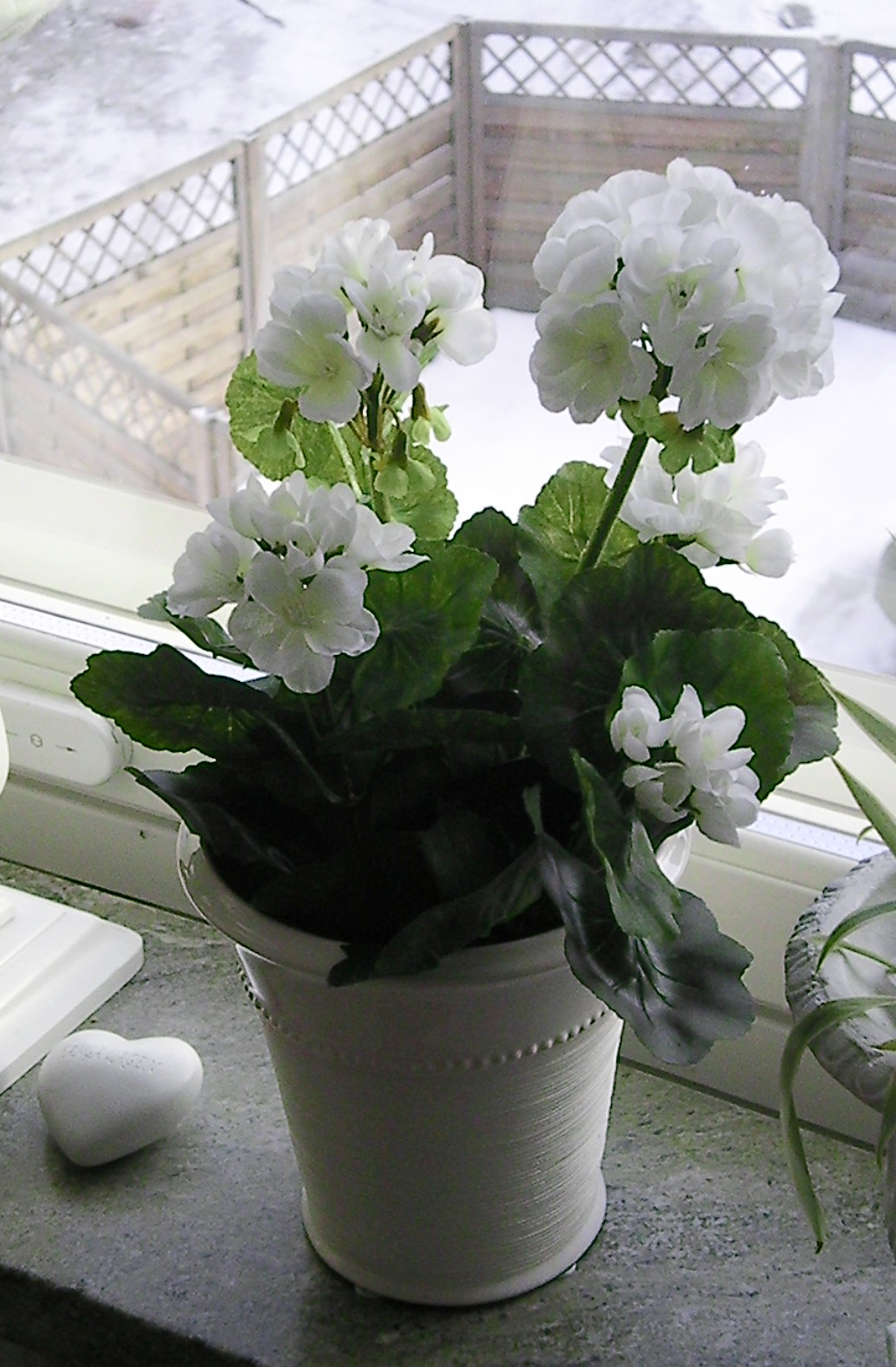 Aprilfröken fortsätter här!: En vit pelargon!