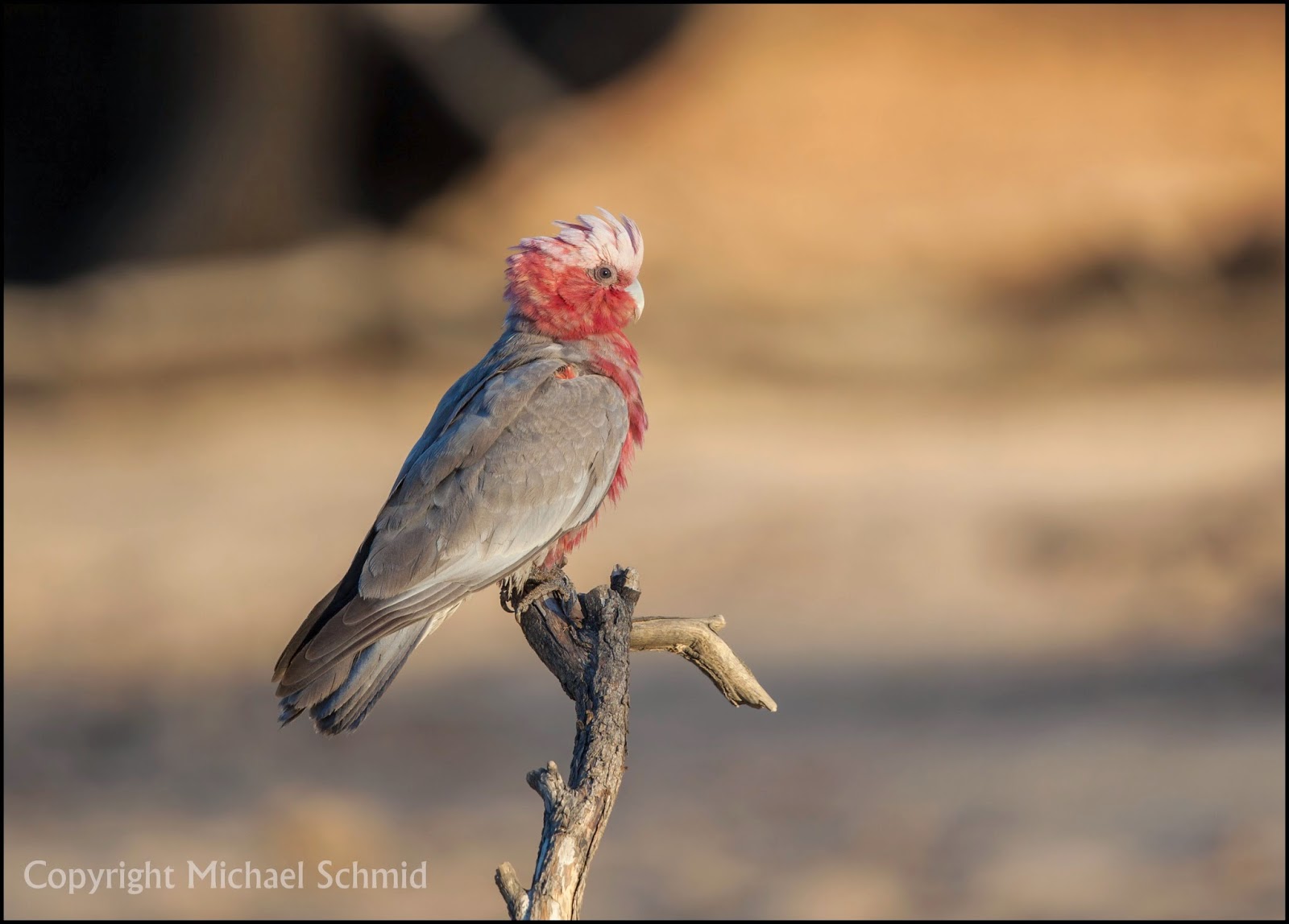 A Good Look Around : Bowra Bird Sanctuary - near Cunnamulla