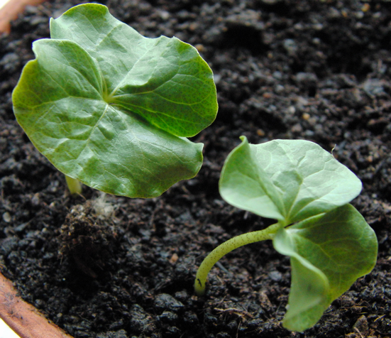 Karins foto och funderingar: Bomull in spe