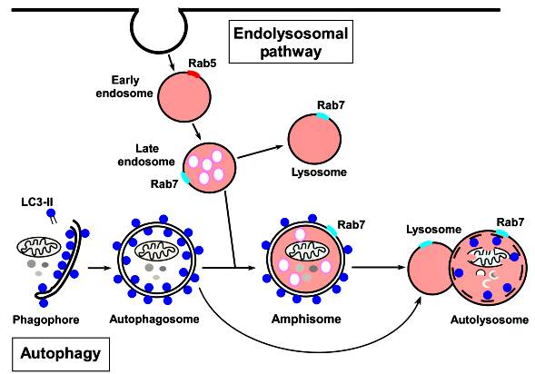 Autofagia, ¿qué es y para qué sirve?