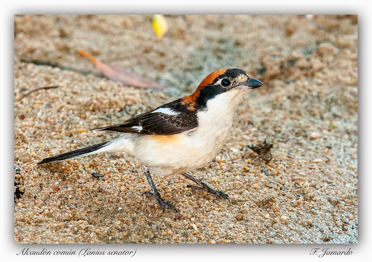 Aves de Coria del Río y su entorno: Alcaudón común (Arcudón)