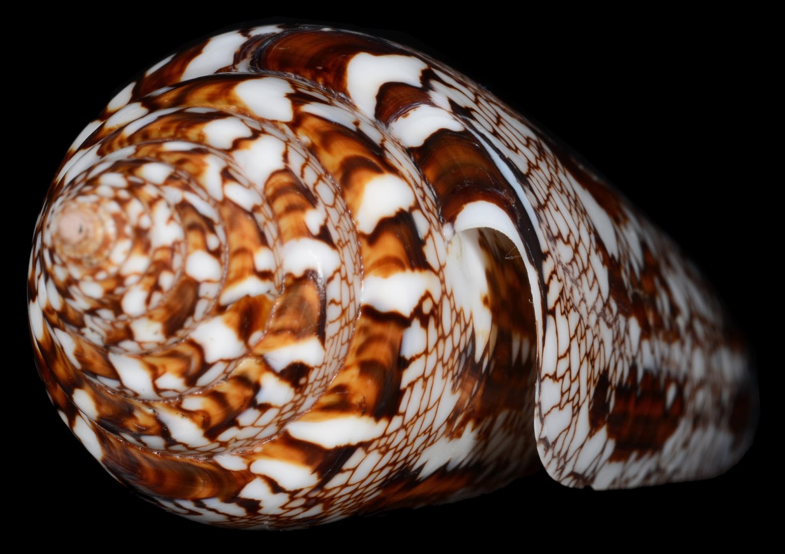 Dr. Lee's Gallery Museum: Conus bengalensis 123.2mm (Long and dark) 孟加拉芋螺