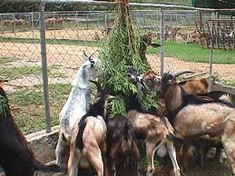 CAPRINOS : ALIMENTACION HEMBRAS