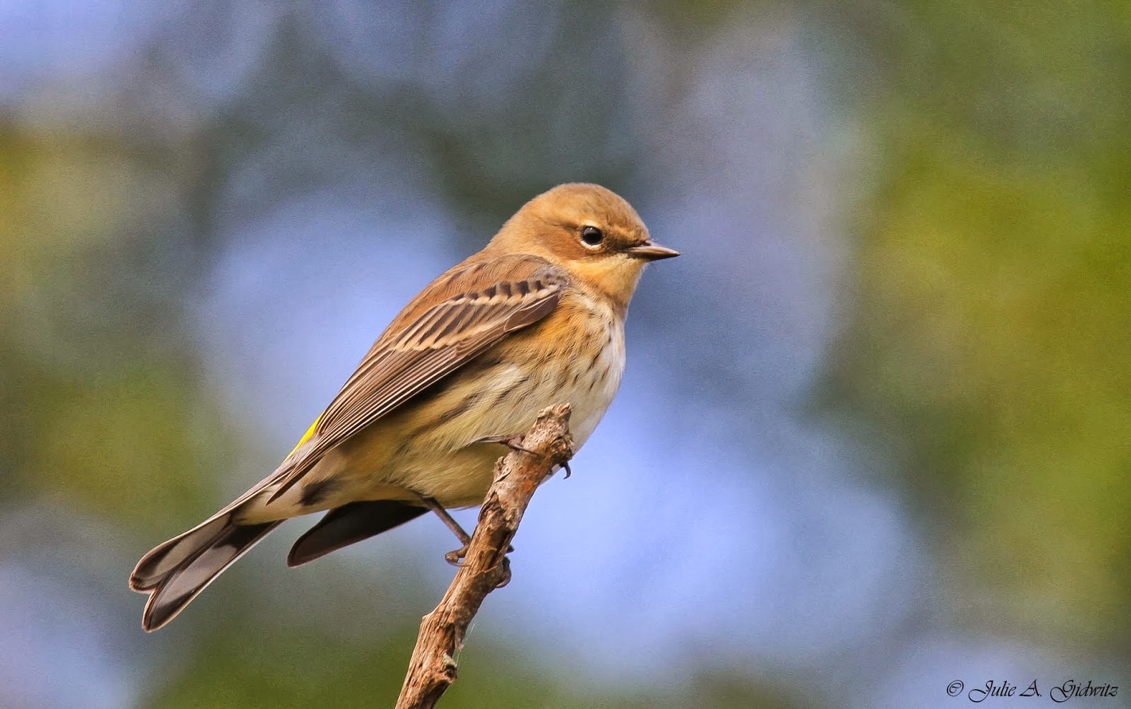 Birding Is Fun!: Autumn Birds