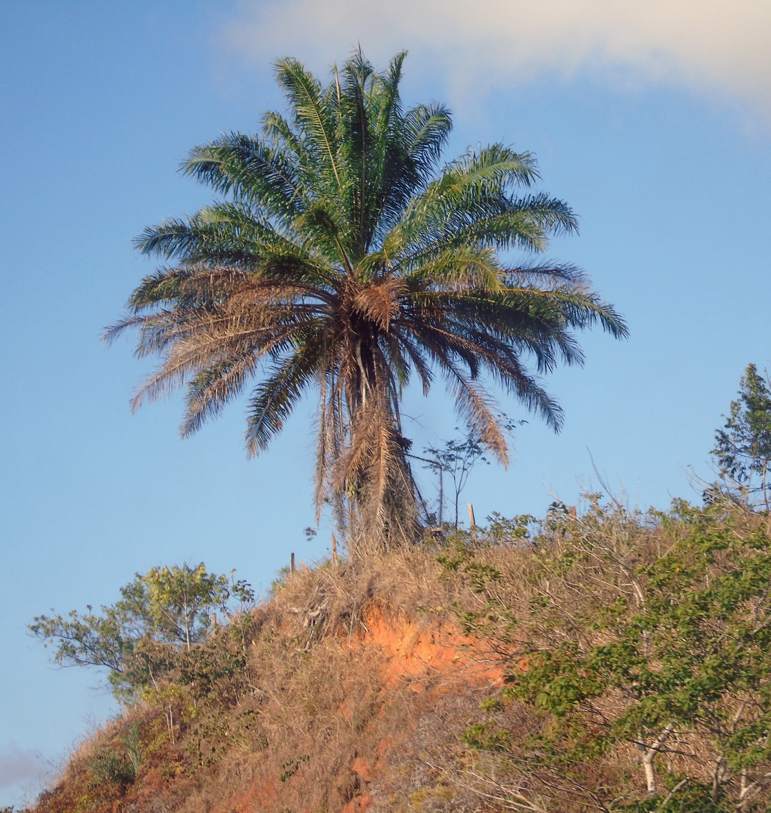 Dendê-africano (Elaeis guineensis Jacq.) | A planta da vez