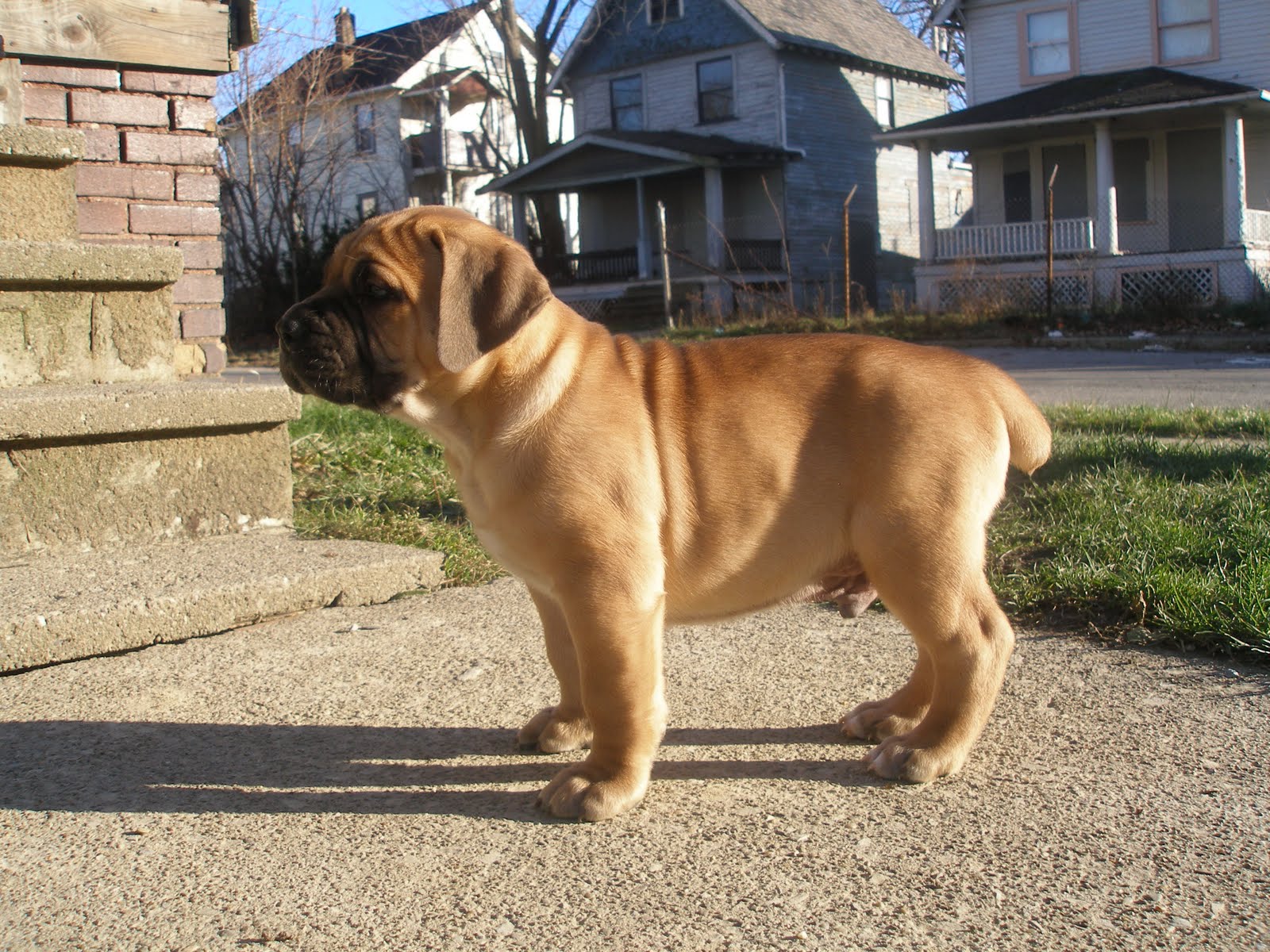 Remy The South African Boerboel: Time to get to know the puppies ...