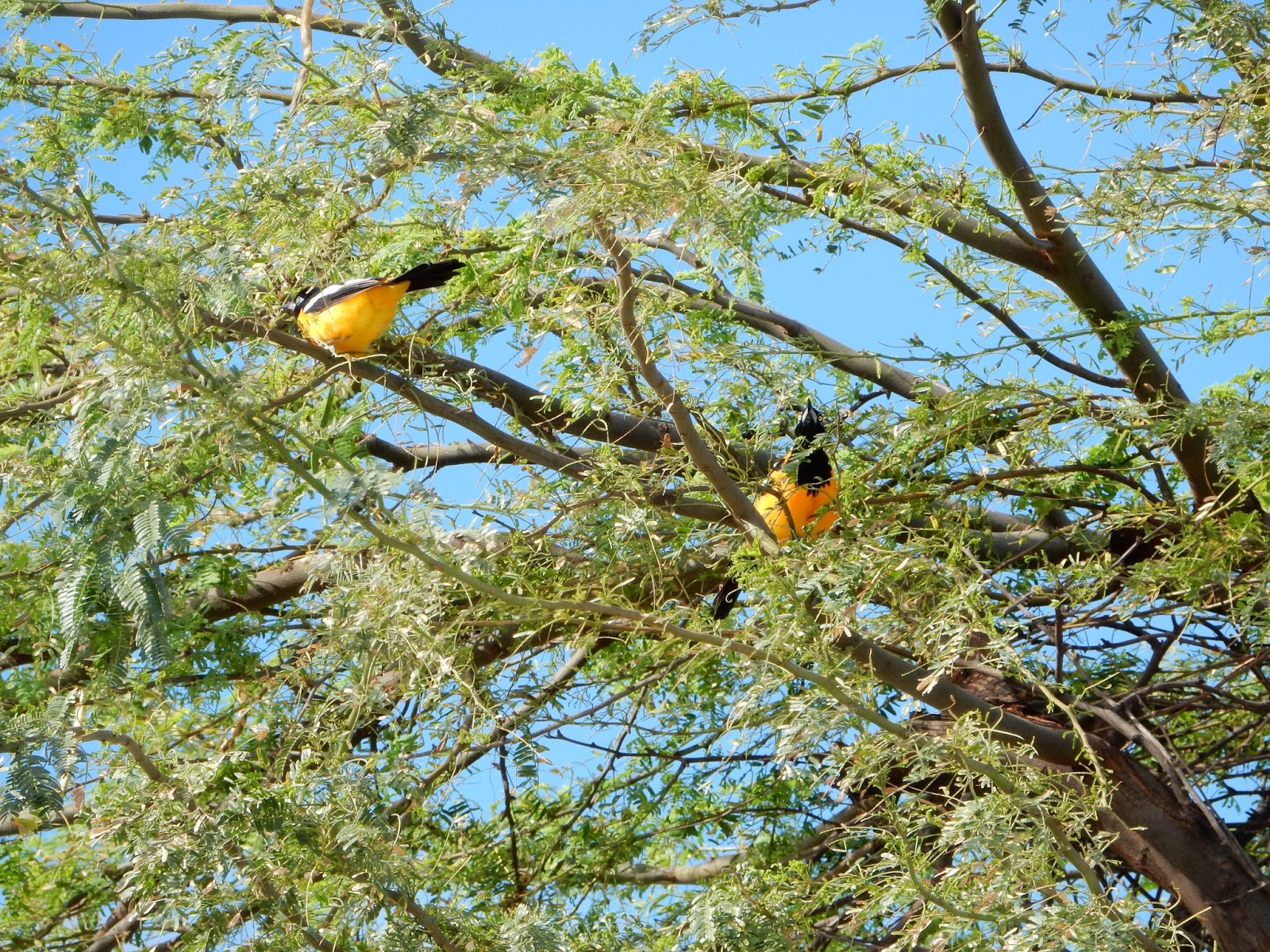 Florida en Aruba 2016: Trupialen in de kwihi + Bios.