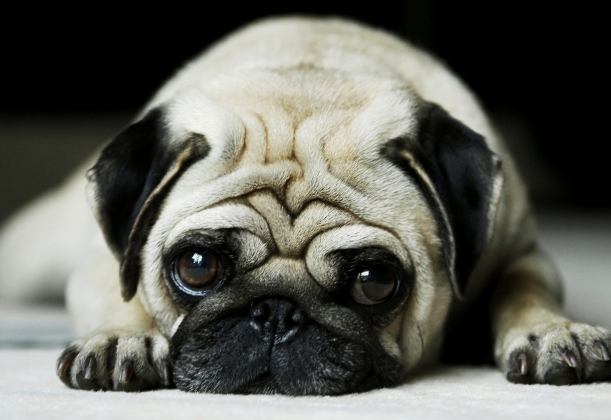 szildiblogja: A mopsz