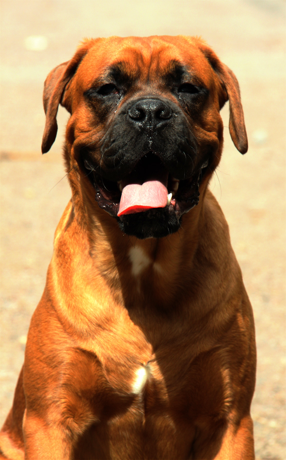 Crimson Cherry Blossom: Boxweiler