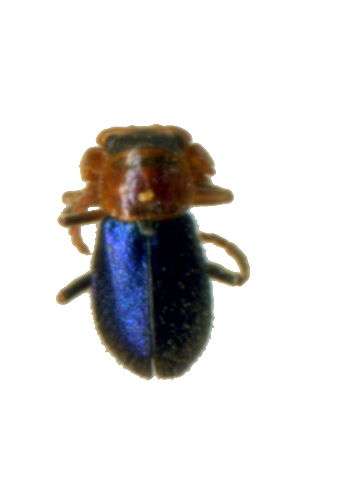 虫頭: ジョウカイモドキ科（MELYRIDAE Collops punctatus）Soft-winged Flower Beetle