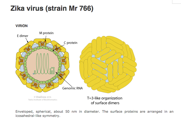microBIO: Modelo en 3D del virus Zika