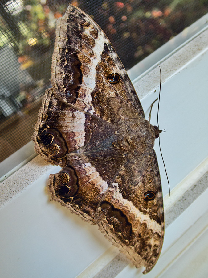 The Adventures of Maui Don - Dolphin Dude: Bat or Moth