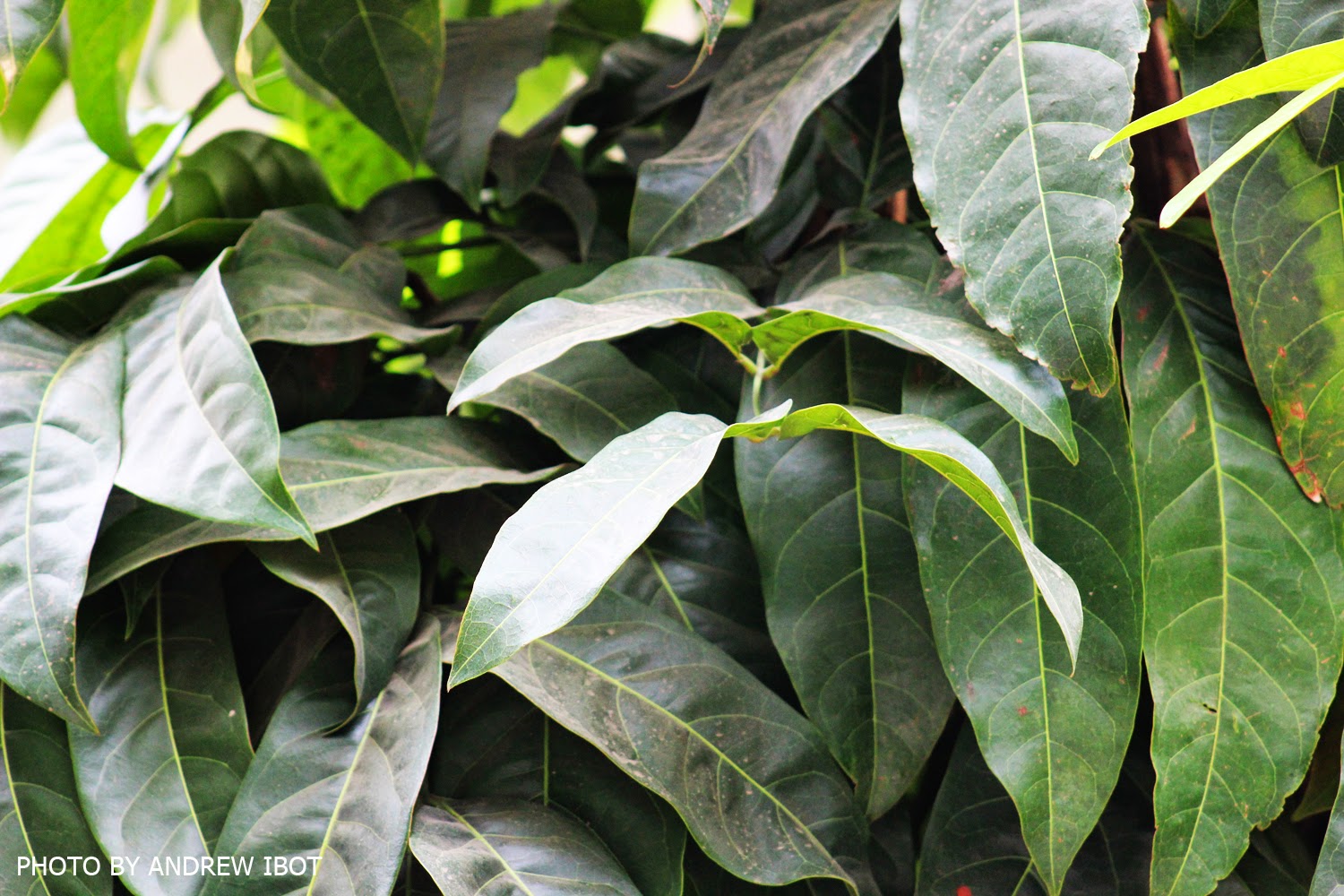 Ako si ANDREW IBOT!: Niyog-Niyogan