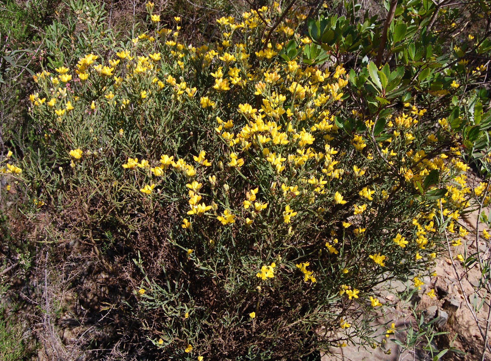 Plantas: Beleza e Diversidade: Carqueja (Pterospartum tridentatum)