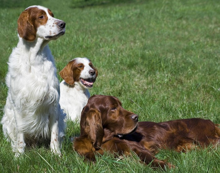 Puppies Pictures and Information