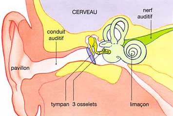 French Vocabulary Illustrated: ouïe
