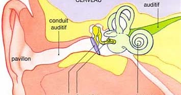 French Vocabulary Illustrated: ouïe