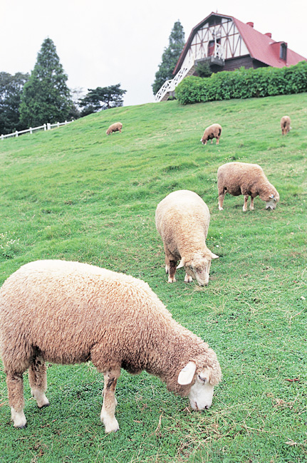 Hyogo Tourism Guide TID Blog GO! GO! HYOGO: Let's enjoy Rokko mountain!