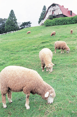 Hyogo Tourism Guide TID Blog GO! GO! HYOGO: Let's enjoy Rokko mountain!