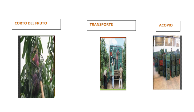 Cadena Productiva del Mango