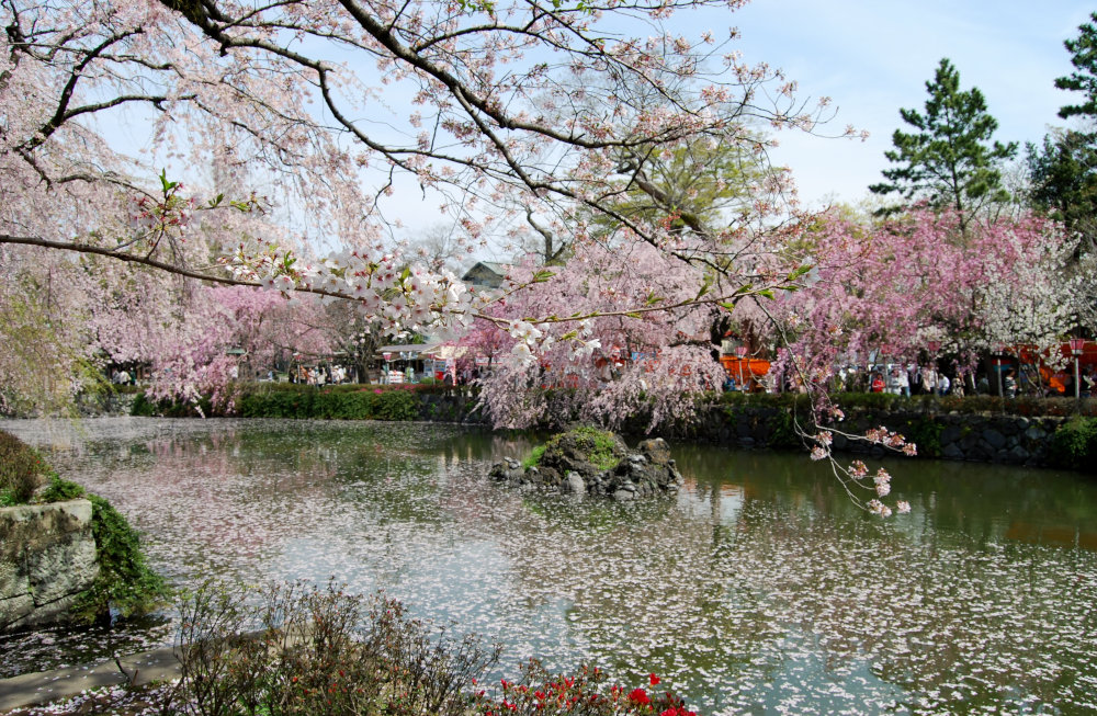 Photos Sightseeing in Japan: Cherry blossoms in Mishima Taisha Shrine ...