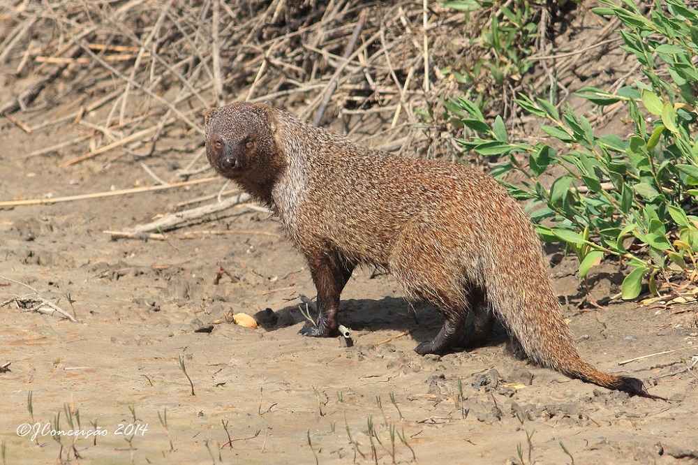 TVL: Animal da semana - Mangusto
