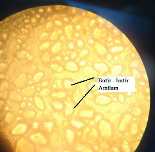 Widia Ningsih Effendi: PRAKTIKUM BIO SEL II