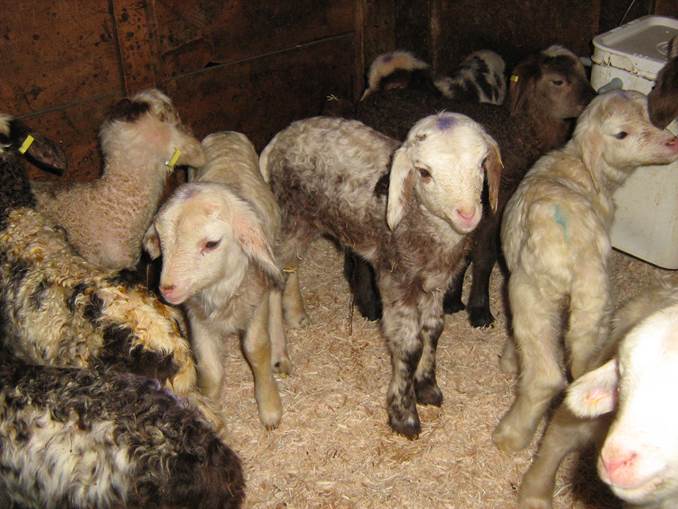 Shepherd's Notebook: Awassi genetics now available in U.S.