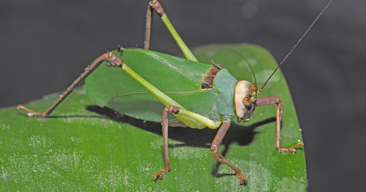 BunyipCo: An Unexpected Visitor