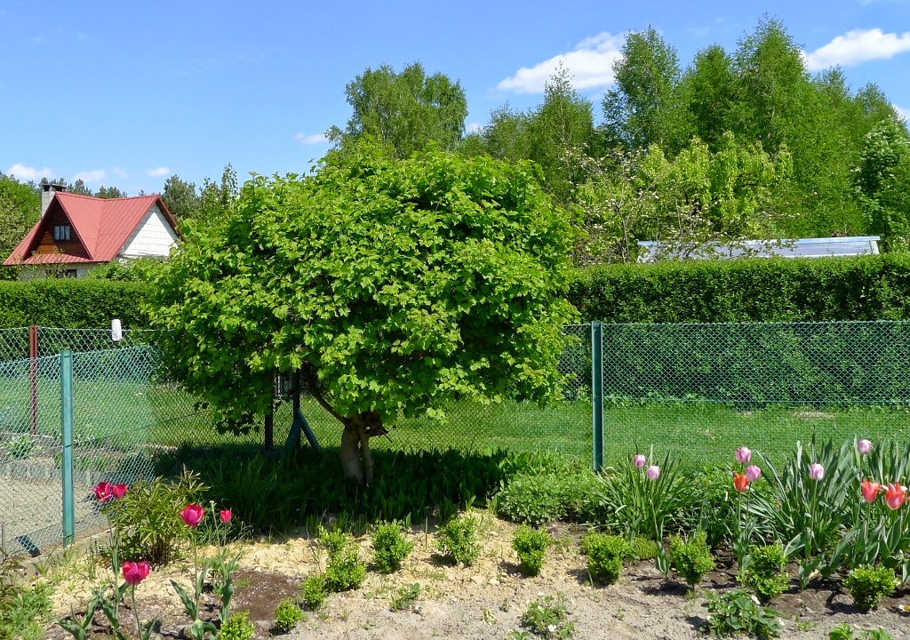 Z Mikrobiologią za Pan Brat: Kalin kakalin kakalinka maja czyli ...