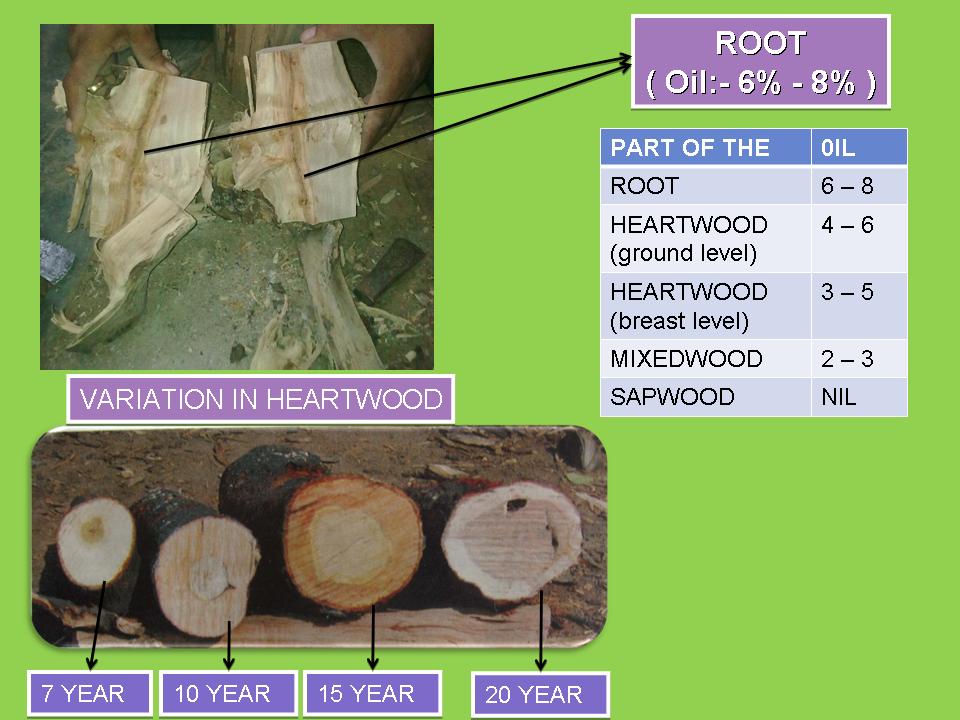 SANDALWOOD FARMING (CHANDAN NI KHETI) NURSERY: SANDALWOOD FARMING ...
