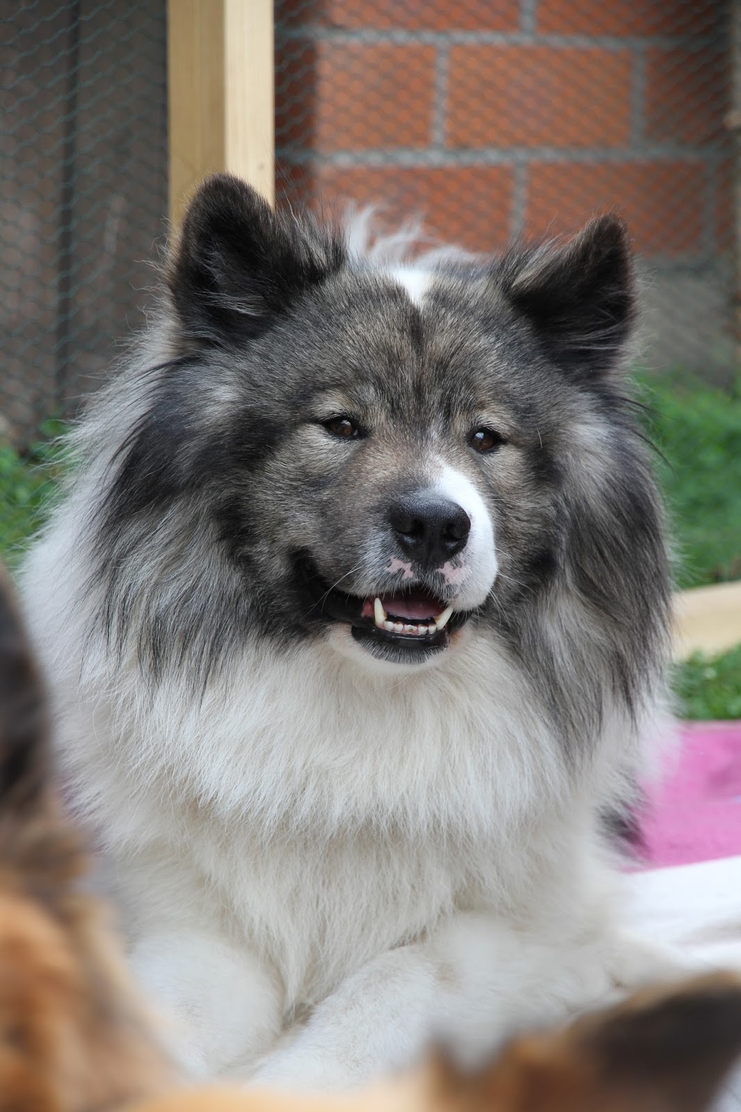 Chebo vom Elfenschlösschen: 2017