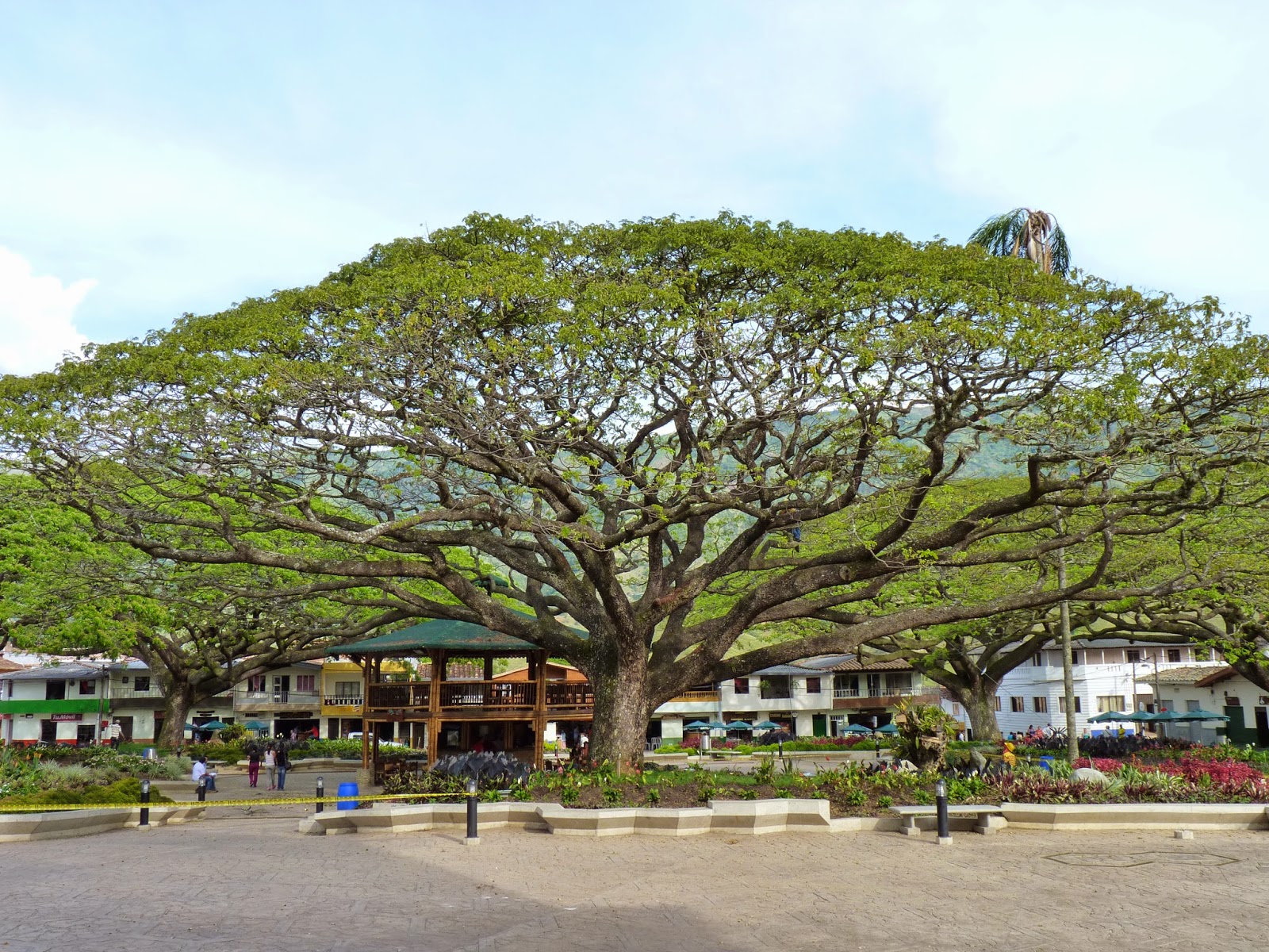 ARBORETUM: ARBOLES FANTASTICOS, el Samán