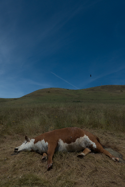 Dipper Ranch: Big Red Is Down