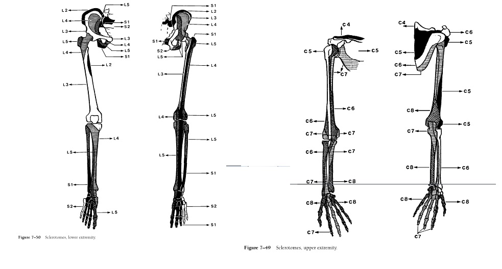 誰かのために ~What can I do for someone?~: Sclerotome Chart