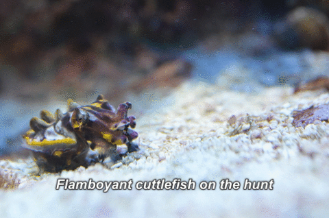 Cuttlefish Animated Gif