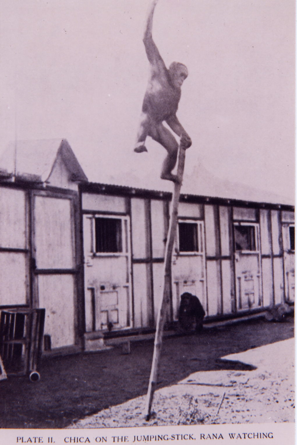 PROYECTO GRAN SIMIO (GAP/PGS ESPAÑA) PRENSA: PROYECTO GRAN SIMIO APOYA ...