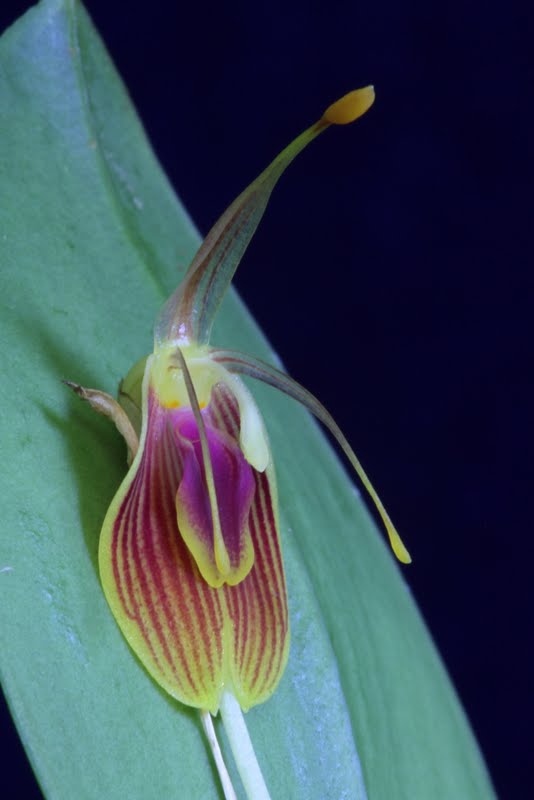 Orchids in Bloom: Restrepia flosculata