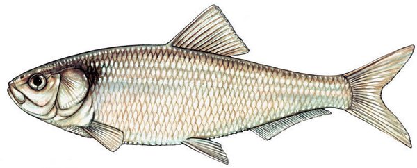 Invasive Species Environmental Impacts: AleWives: Alosa pseudoharengus