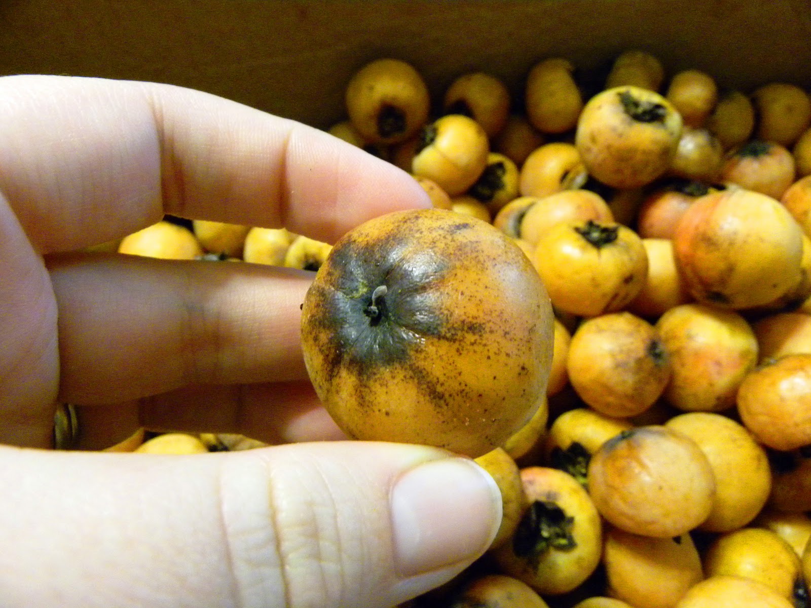 Living From Scratch: Persimmon Paste?