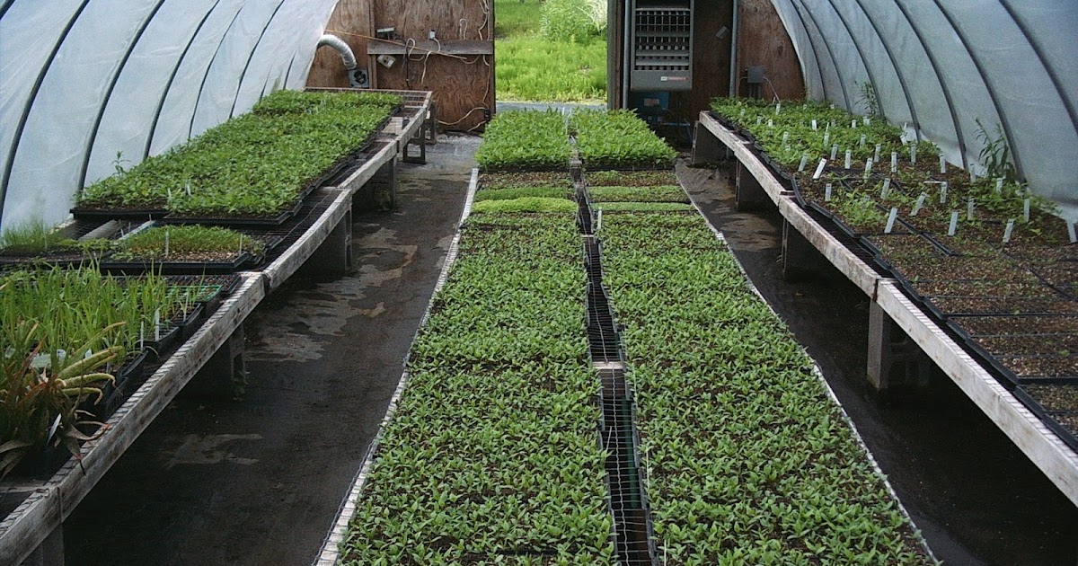 Native in Nature: Culling Plants, and Culling in Nature