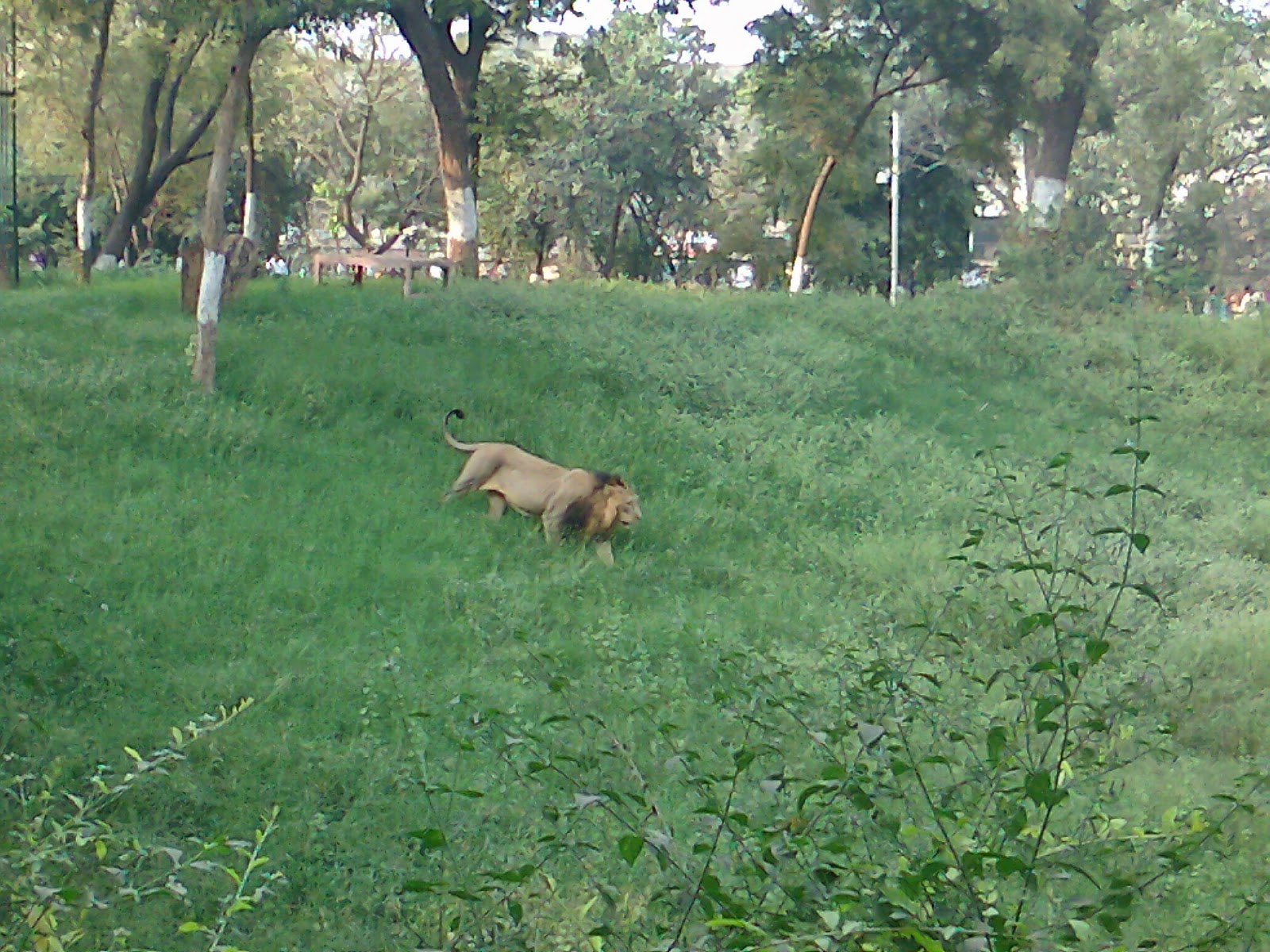 Kamla nehru zoo kankaria zoo ahmedabad - Green Ahmedabad: