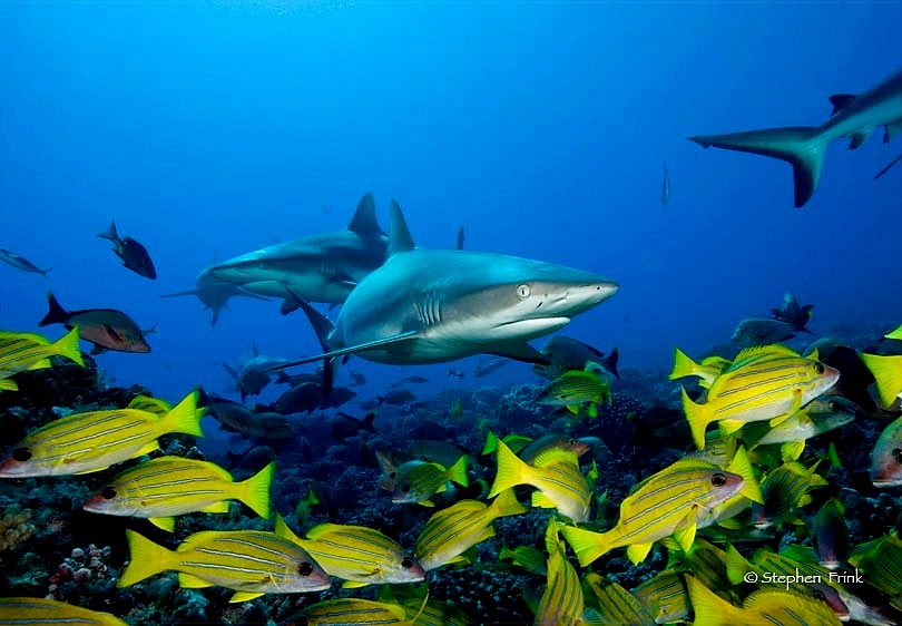 The Best Shark Dive in the World!: Australia: Reef Shark mediated ...