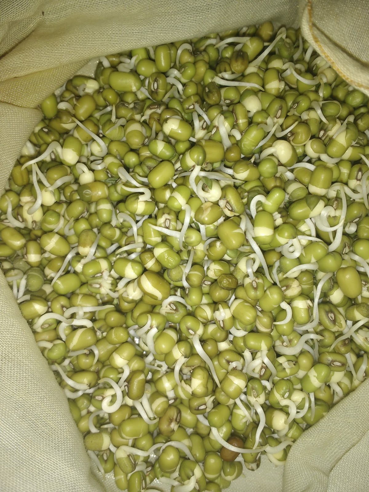 AbbysBlogHub: How to sprout GREEN GRAM?