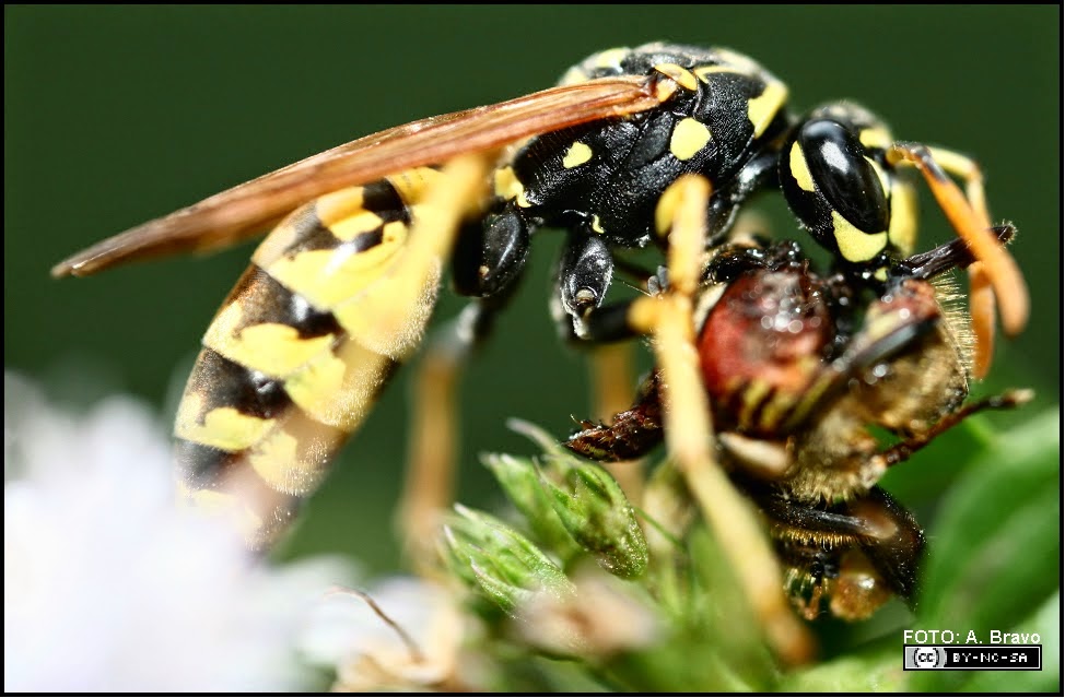 FAUNA AUXILIAR: FAMILIA VESPIDAE