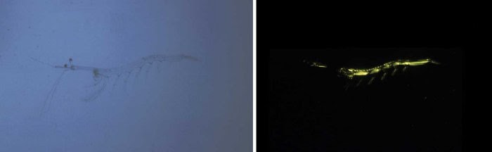 HIMB Community Education Program: LUCIFER - the planktonic shrimp