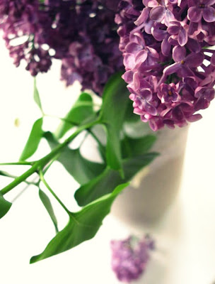 Blue Hortensia: Kada zamiriše jorgovan...