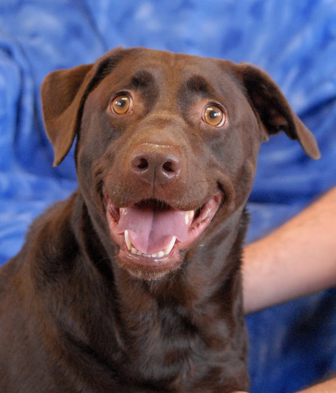 Cocoa, a lovely Chocolate Labrador Retriever for adoption.